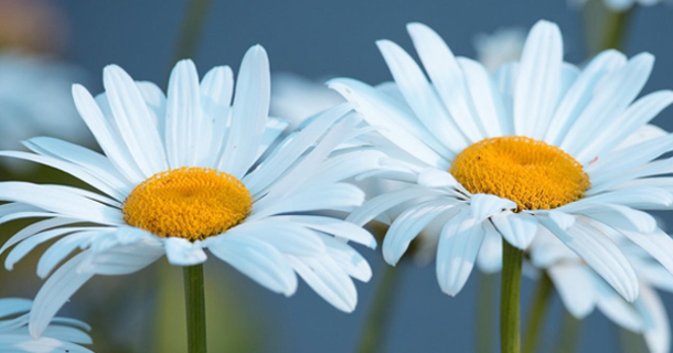 10 Beautiful Daisy Images For Flower Lovers