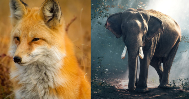 10 Beautiful Animals In Nature