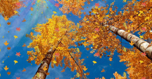 10 Animated Autumn Images