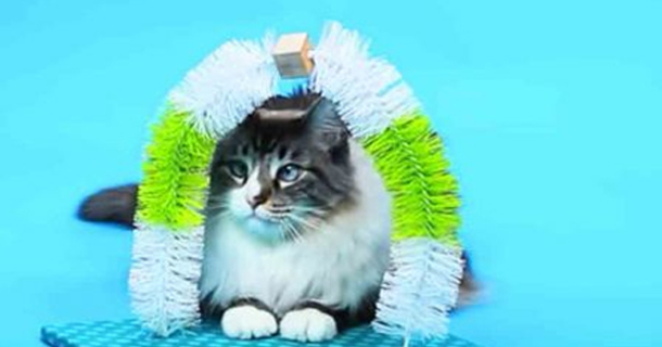 How To Make A DIY Self Petting Cat Station For Your Cat