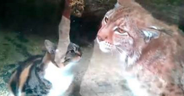A stray cat falls in a Lynx enclosure, and a zoo visitor captures this ...