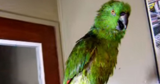 She called this parrot a ‘Bad Bird’ but laughs at the response