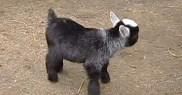 Cute little Pygmy goat displayed his “happy dance” and this will make ...
