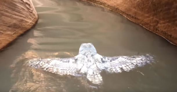 These Hikers get rare sighting of an Owl swimming inside a canyon