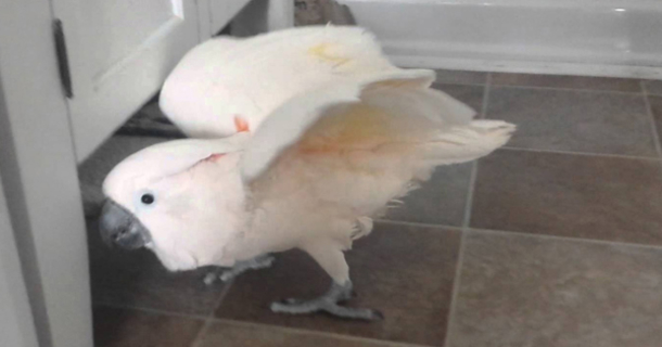 After getting in trouble by the cat, funny cockatoo has a lot to say to ...