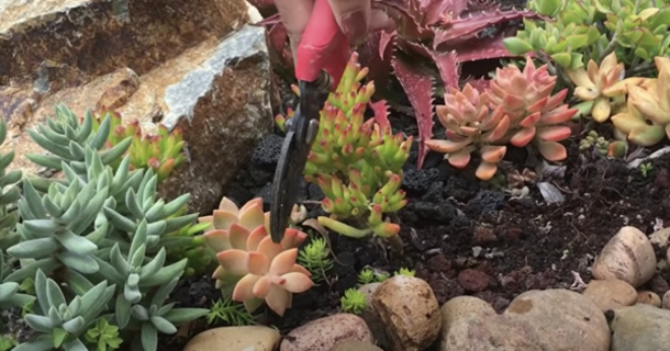 Tip On How To Prune Your Succulents!