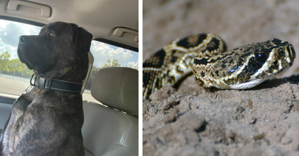 Heroic Dog springs into action to save his owner from venomous snake ...
