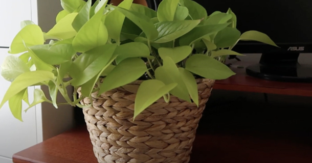 How To Make An Easy DIY Hemp Rope Houseplant Pot