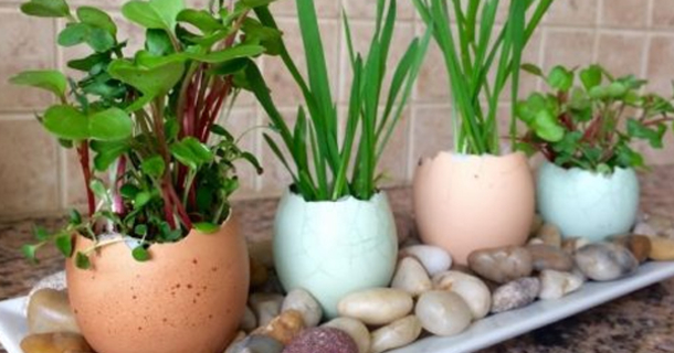 How To Make A Practical Eggshell Planter