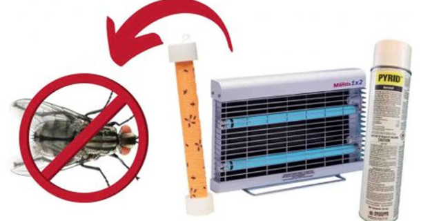 How To Remove House Flies In 4 Easy Steps