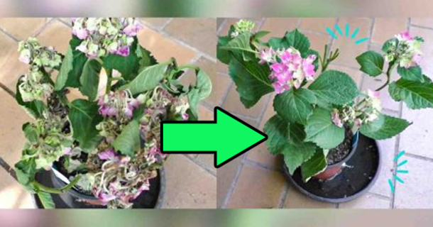 How To Restore A Plant In 12 Hours