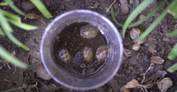 Excellent Beer Trap For Slugs & Snails In Your Garden