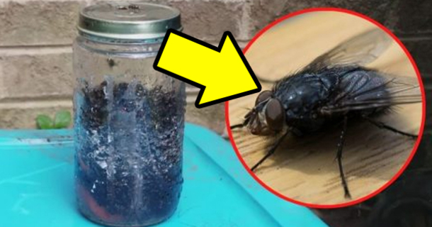 Powerful & Super Effective Homemade Fly Trap Tutorial
