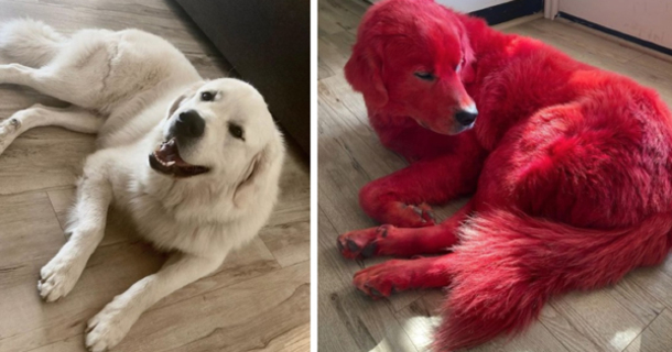 She dyes her Great Pyreneese dog a bright red so he will never get stolen