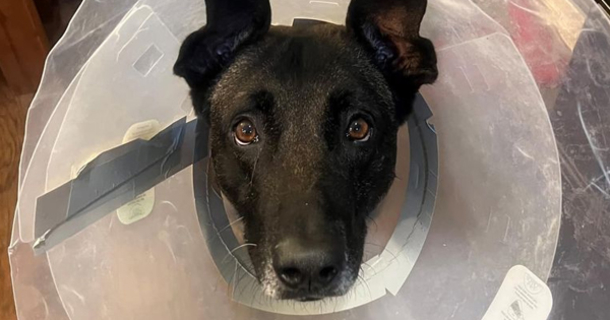 K9 dog is in recovery after being stabbed 8 times in the line of duty