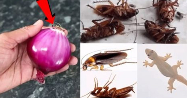 How To End Your Cockroach And Lizard Problem Within 5 Minutes