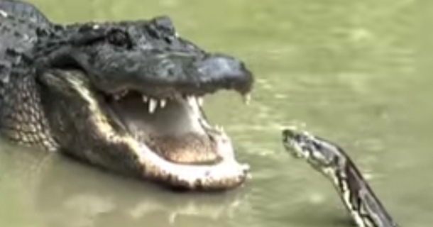 Python attacks alligator in the water you won't believe what happened next!