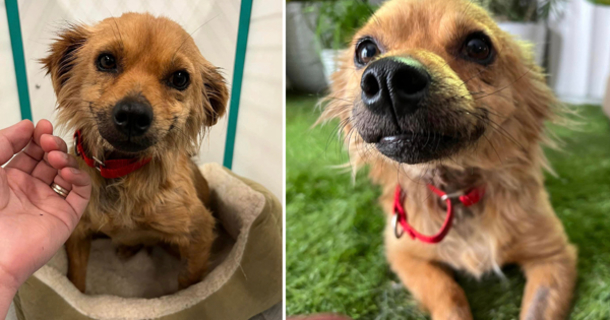 Adorable Dog named ‘Smile’ can't stop smiling after being saved from ...