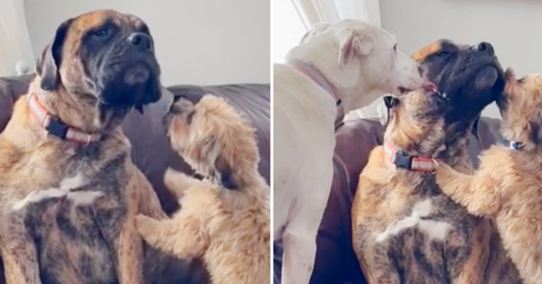 Anxious rescue dog gets comforted by his two best friends