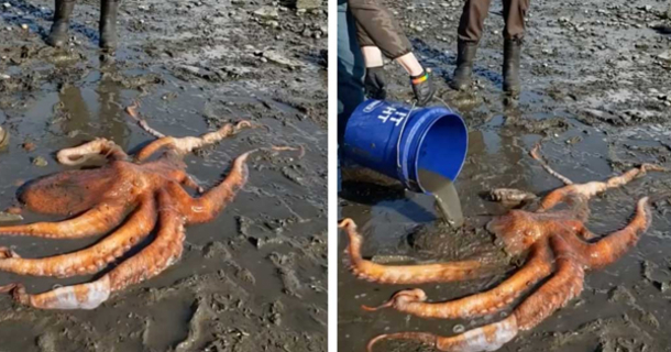 Young girl saved the life of a giant Pacific octopus stranded on beach
