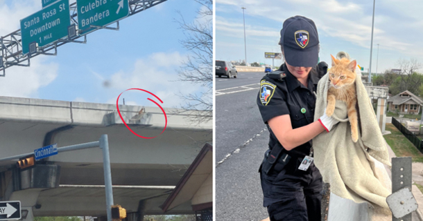 Cat saved from ledge of highway overpass - ‘Against all odds’