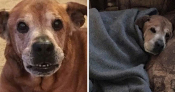 Couple adopts lovely 17-year-old dog from shelter, he stays alive long ...