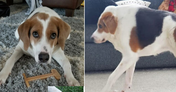 Cooper, the happy Dog who was born with a short spine & no neck is ...