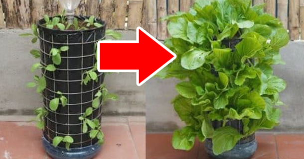 Best Vertical Garden For Vegetables With Automatic Watering System