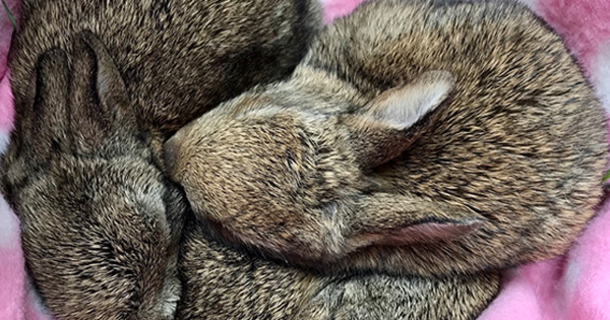 Cute Baby rabbits rescued from danger show their thanks by forming a ...
