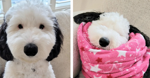 Real-Life Snoopy: Meet Bayley, the Dog Who Could Pass as the Cartoon ...