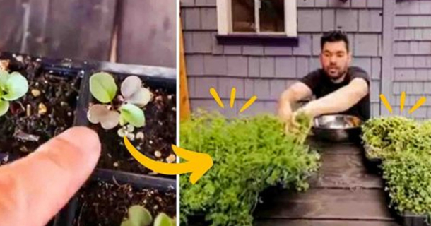 5 Quick Crops You Can Harvest In Less Than A Month