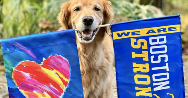 Beloved Dogs Honored As 250 Golden Retrievers Gather At Boston Marathon