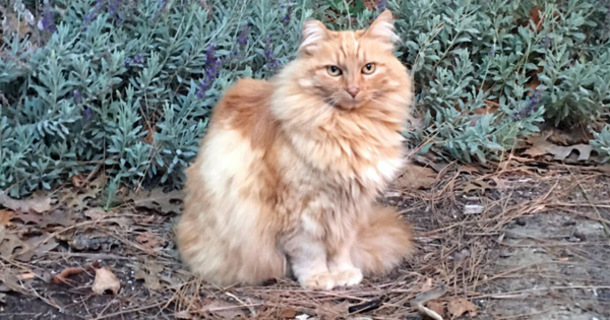 RIP: Nutmeg, famous cat of Disneyland with cocktail named in her honor ...