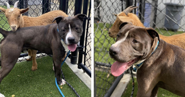 Shelter dog and goat build an unlikely but beautiful friendship ...