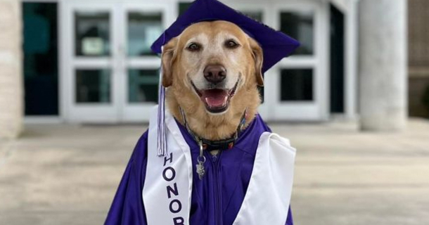 Dedicated & loyal service dog graduates with honors after helping owner ...