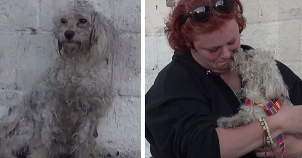 Homeless poodle’s heart wrenching response to being rescued has ...