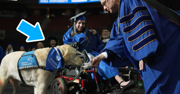 Graduation Triumph: Service Dog Receives Honorary Diploma For Attending ...