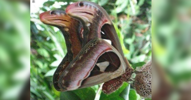 Scary-looking ‘snakes’ seen sitting in tree, but everything is not as ...