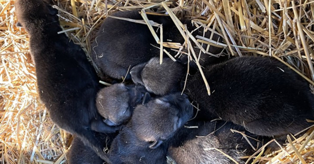 Litter of six rare endangered red wolf cubs are born at zoo — welcome ...