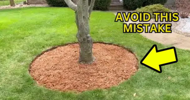 How To Craft The Most Picture-Perfect Tree Edging Everytime