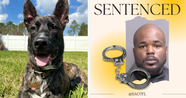 Dog was shot twice and survives; finds a new home as attacker goes to ...