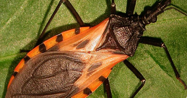 These critters appear during the night and attack their victims, they ...