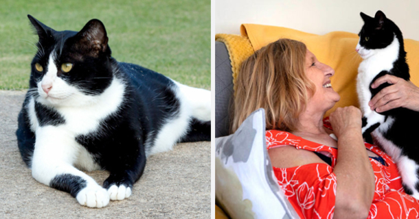 Cat who became the ears for his deaf owner has won ‘Cat of the Year ...
