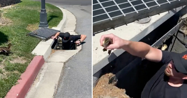 Couple stops to assist ducklings stuck inside a storm drain — this is ...