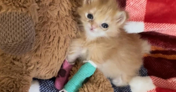 The Internet Is Cheering For “Tater Tot,” A Viral Cute Little Disabled ...