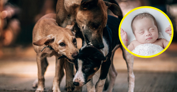 Stray dog saved baby that was left to die in trash bag