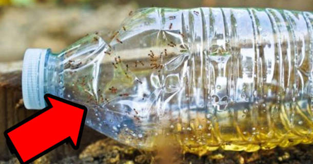 How To Create A Unique Recycled Trap To Remove An Ant Colony