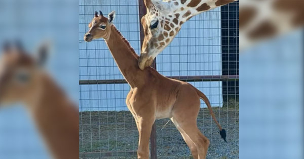 Super rare spotless giraffe born at zoo, thought to be the only one in ...