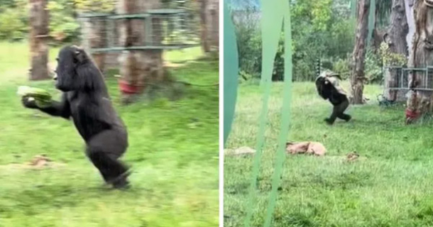 Gorillas Display True Human Behavior When Rain Starts Falling