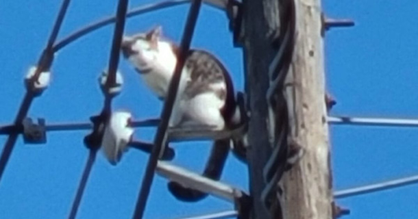 Utility Company Cuts Power To Save Cat Stranded On Top Of Telephone Pole